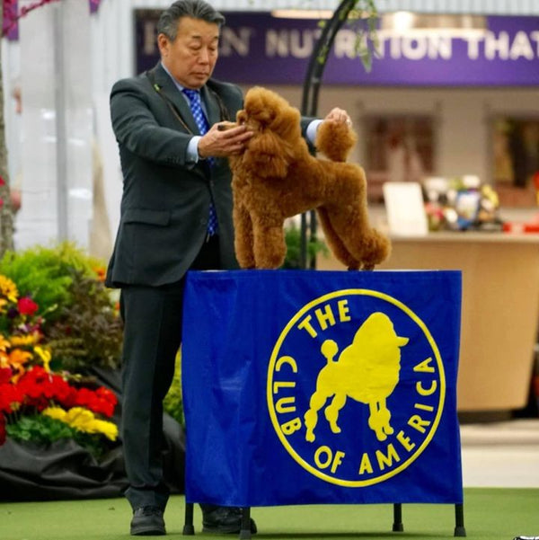 Meet Sage - The Miniature Westminster Poodle Who Stole the Show ...