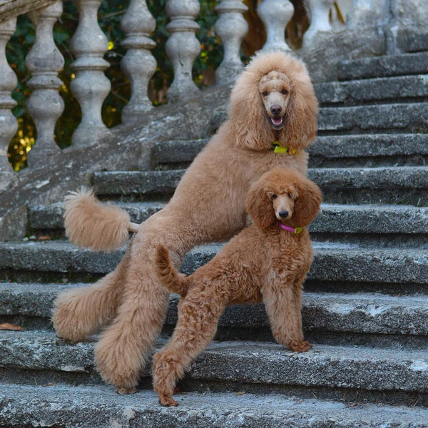 Poodles | Standard, Miniature and Toy - Who Takes the Crown? – Poodles ...