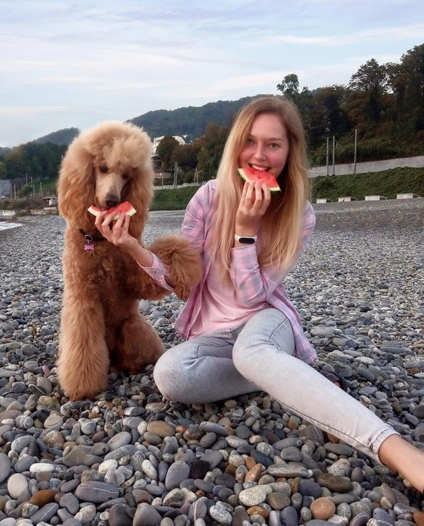 Traveling with my poodle – Poodles World