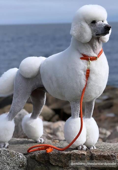 Braided Poodle Collar – Poodles World